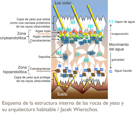 Descubren la estructura de las rocas que permite que algas y ...