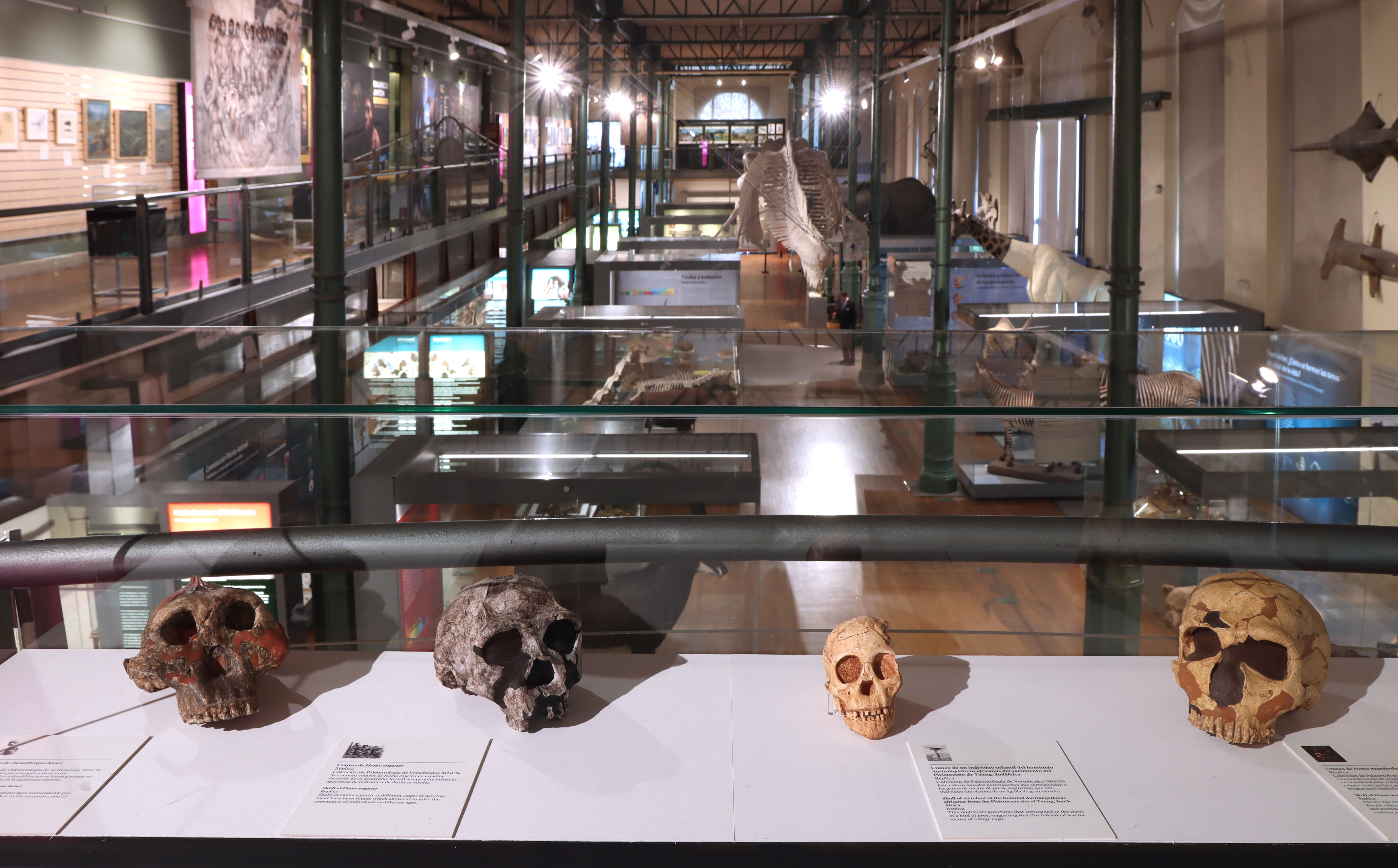 Mauricio Antón: arte y paleontología | Museo Nacional de Ciencias Naturales