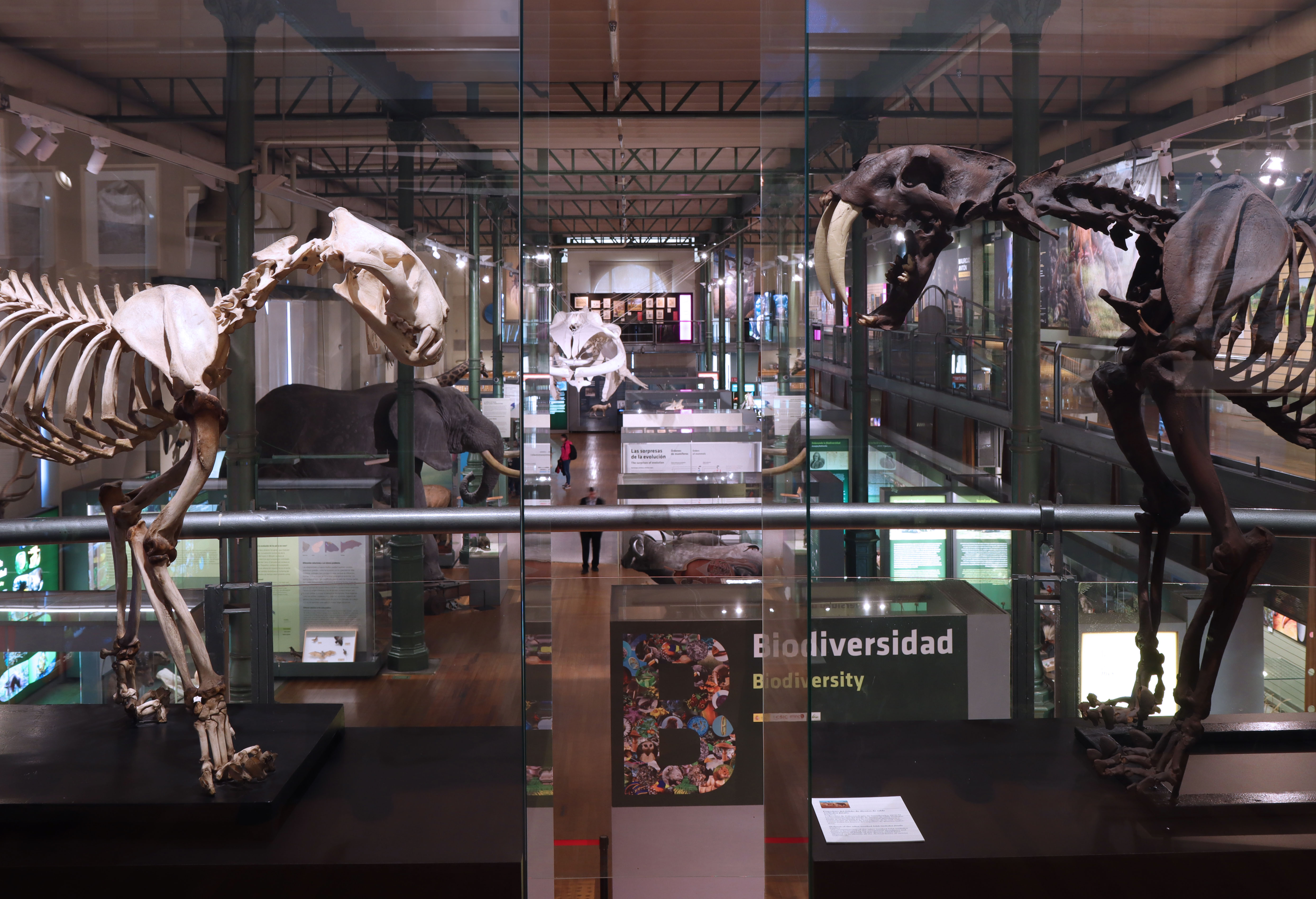 Mauricio Antón: arte y paleontología | Museo Nacional de Ciencias Naturales
